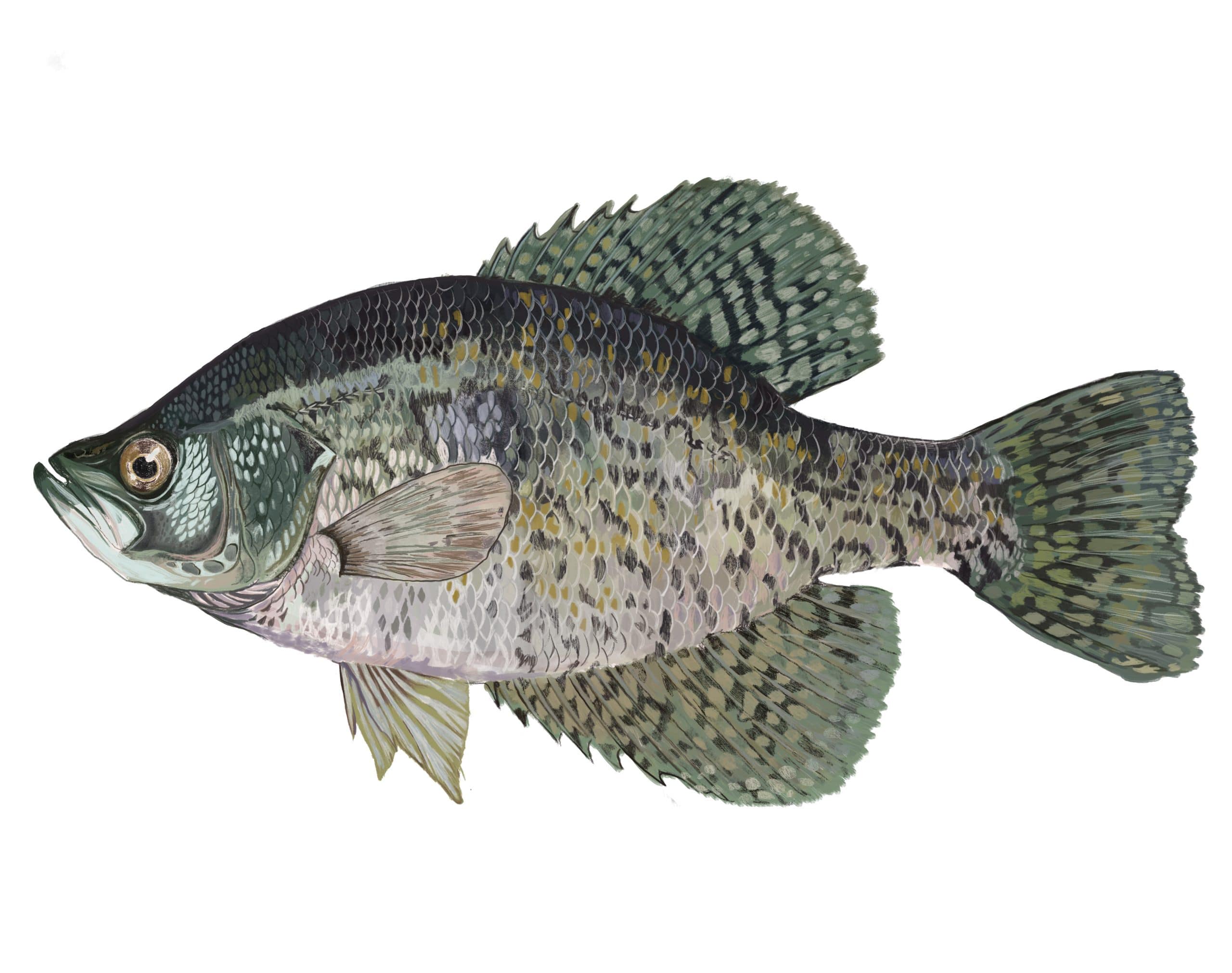 Black Crappie | Mid-Atlantic Stocking