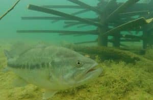 Fish Habitats | Mid-Atlantic Stocking