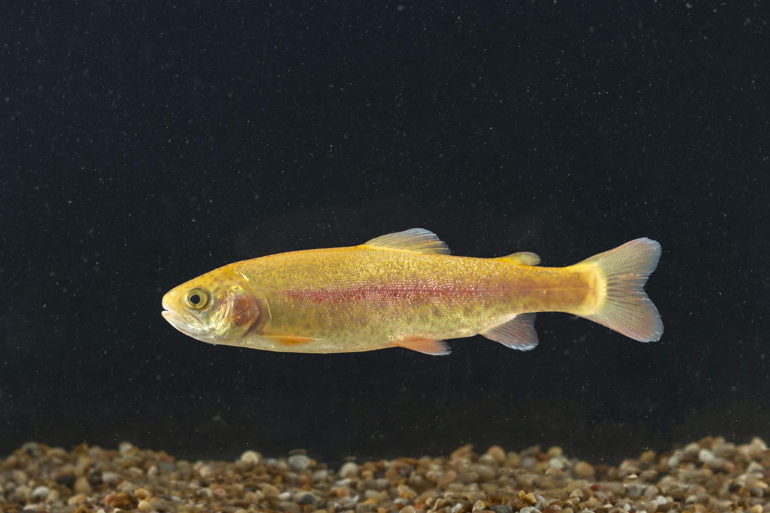 Golden Rainbow Trout | Mid-Atlantic Stocking