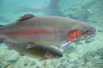 Rainbow Trout | Mid-Atlantic Stocking