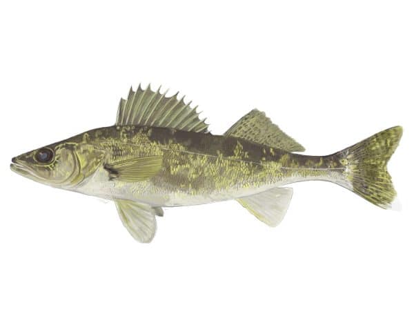 Walleye | Mid-Atlantic Stocking